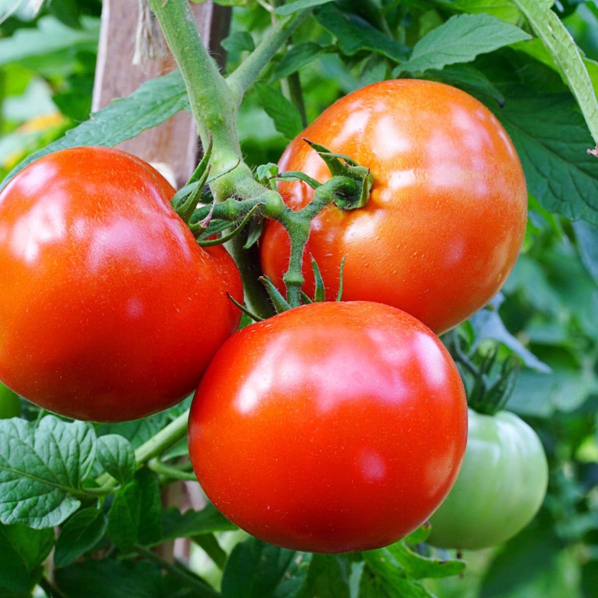 Tomat 'Gourmet F1' - en helt klassisk, rund, rød tomat. Køb den her ...