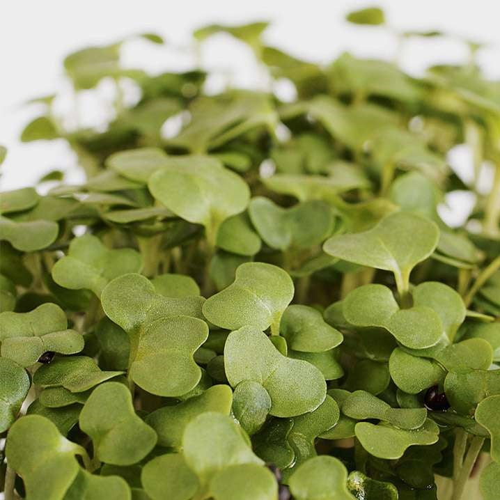 Karse 'Havekarse' - Frø - Køb krydderurtefrø her - Billig fragt