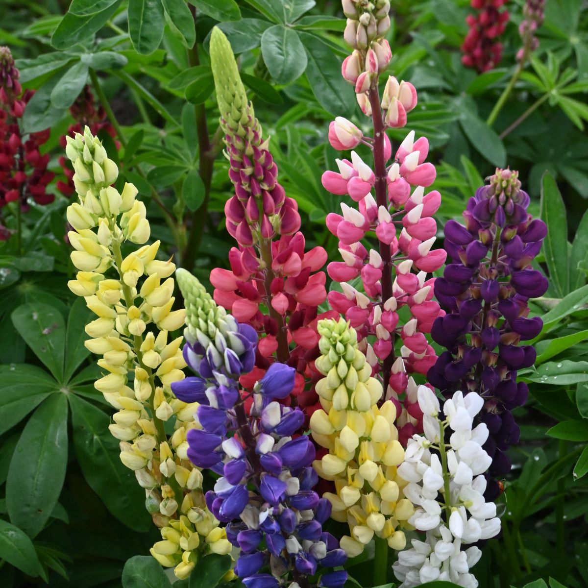 Lupin 'Russell Formula Mix' - Køb dine blomsterfrø her – Frøsnapperen.dk