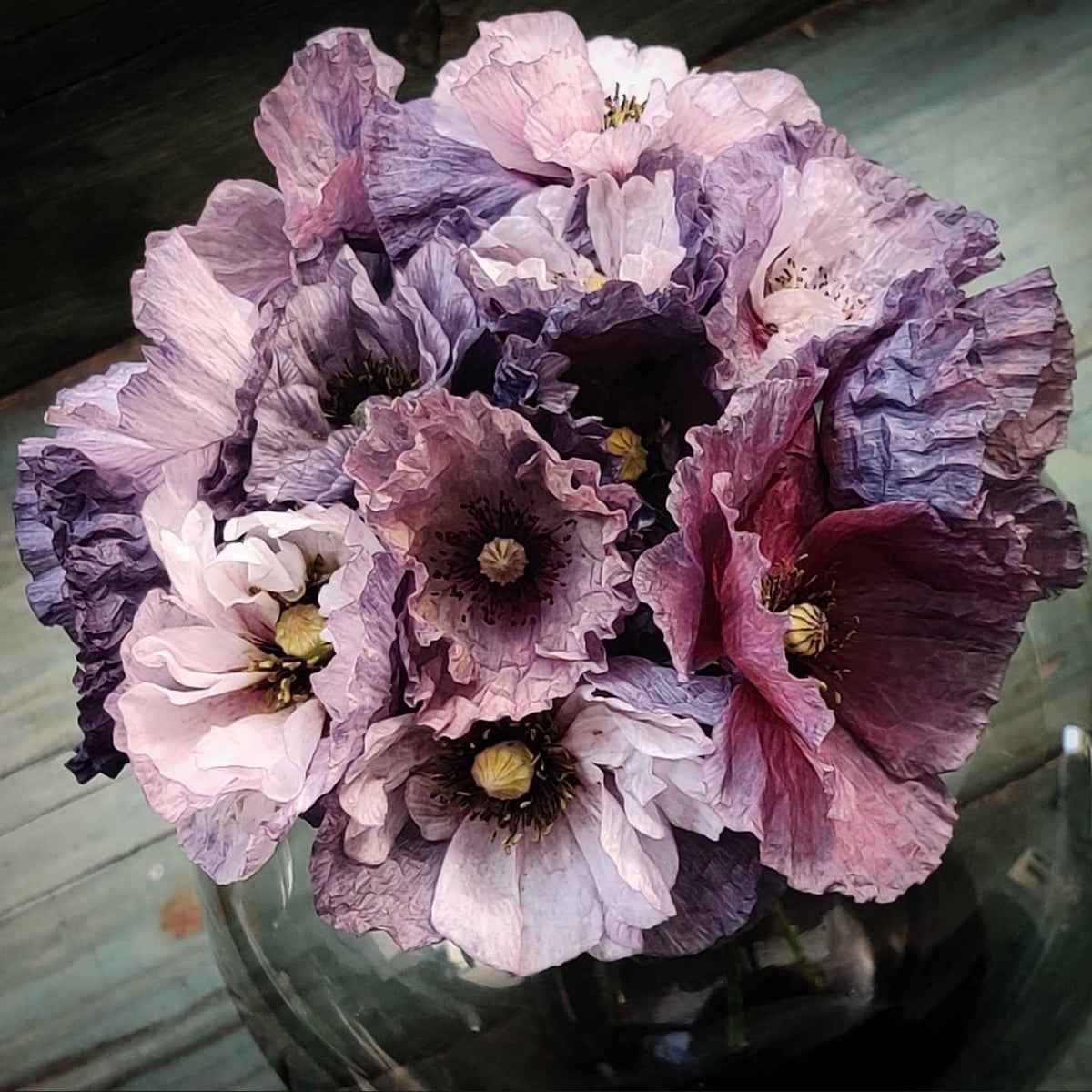 Valmue 'Amazing Grey' - fantastisk flot grå - Køb dine valmuefrø her ...