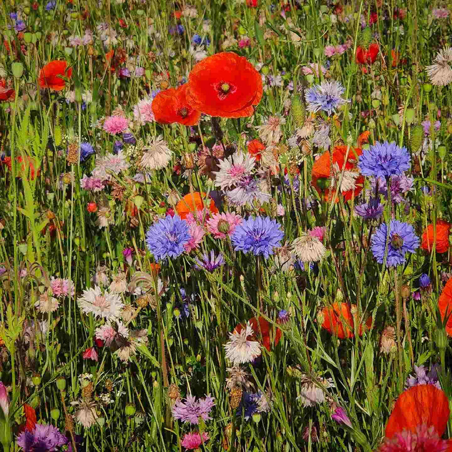 'Engblanding til lerjord' blomstermix - mix af 1- og 2-årige blomster