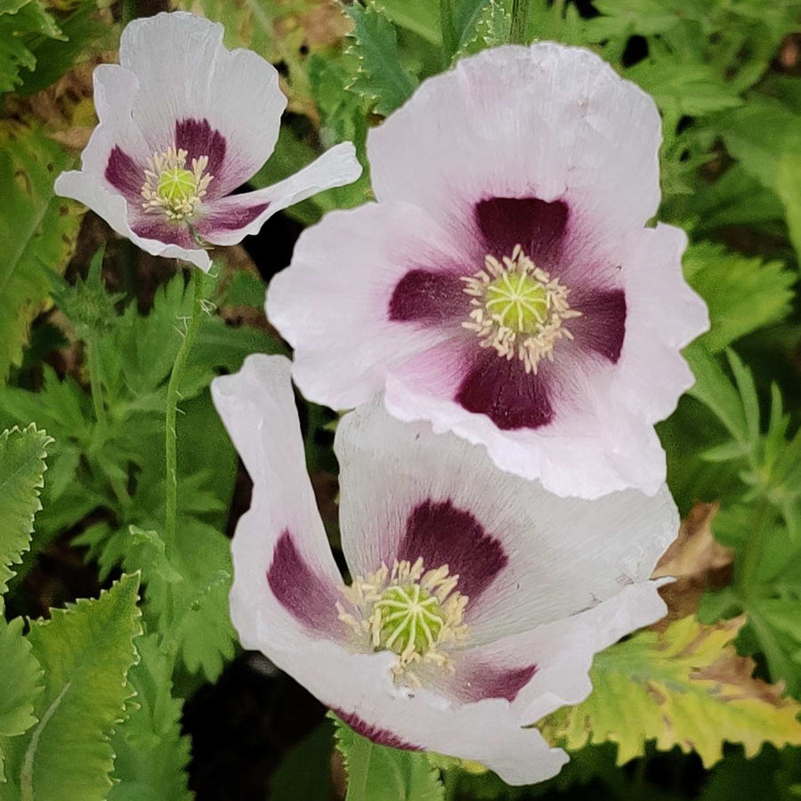 Valmue - se vores store udvalg af frø til valmuer her.