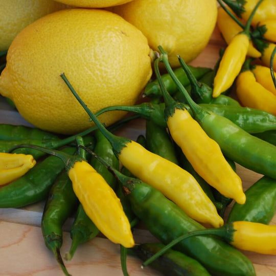 Chilifrø - Køb dine chilifrø her. Stort udvalg i farver og styrke