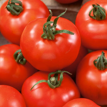 Tomatfrø - Køb dem her - Mange forskellige tomatsorter - Billig fragt